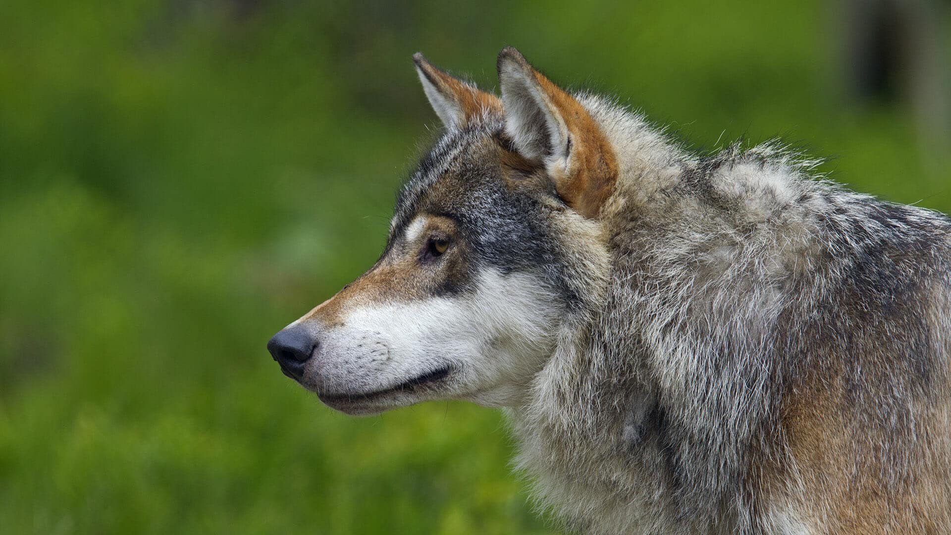 An English Werewolf in Sweden - Steppes Travel