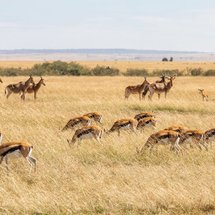 The Migration in Kenya - Steppes Travel