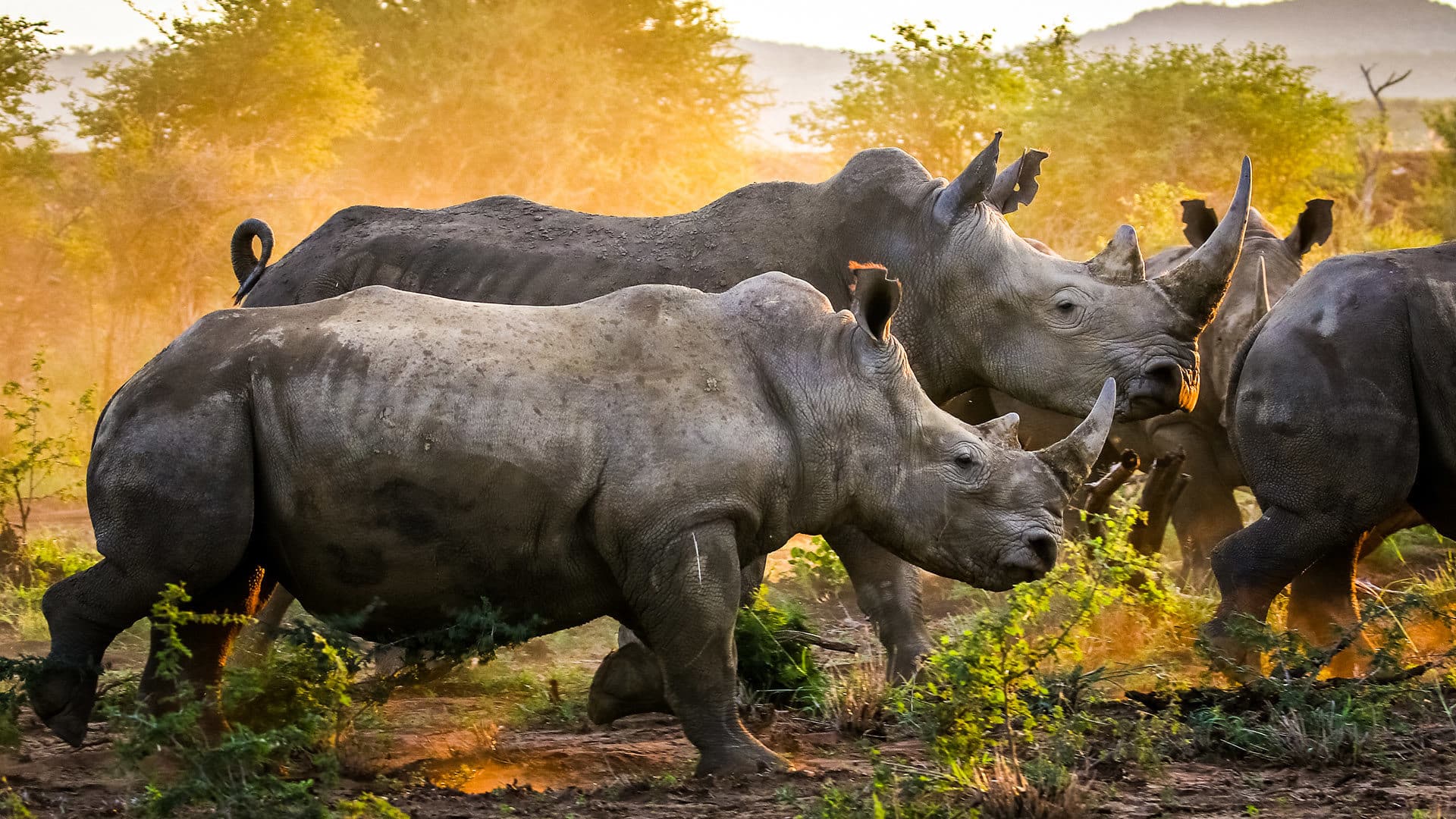 Save the Rhino - Steppes Travel