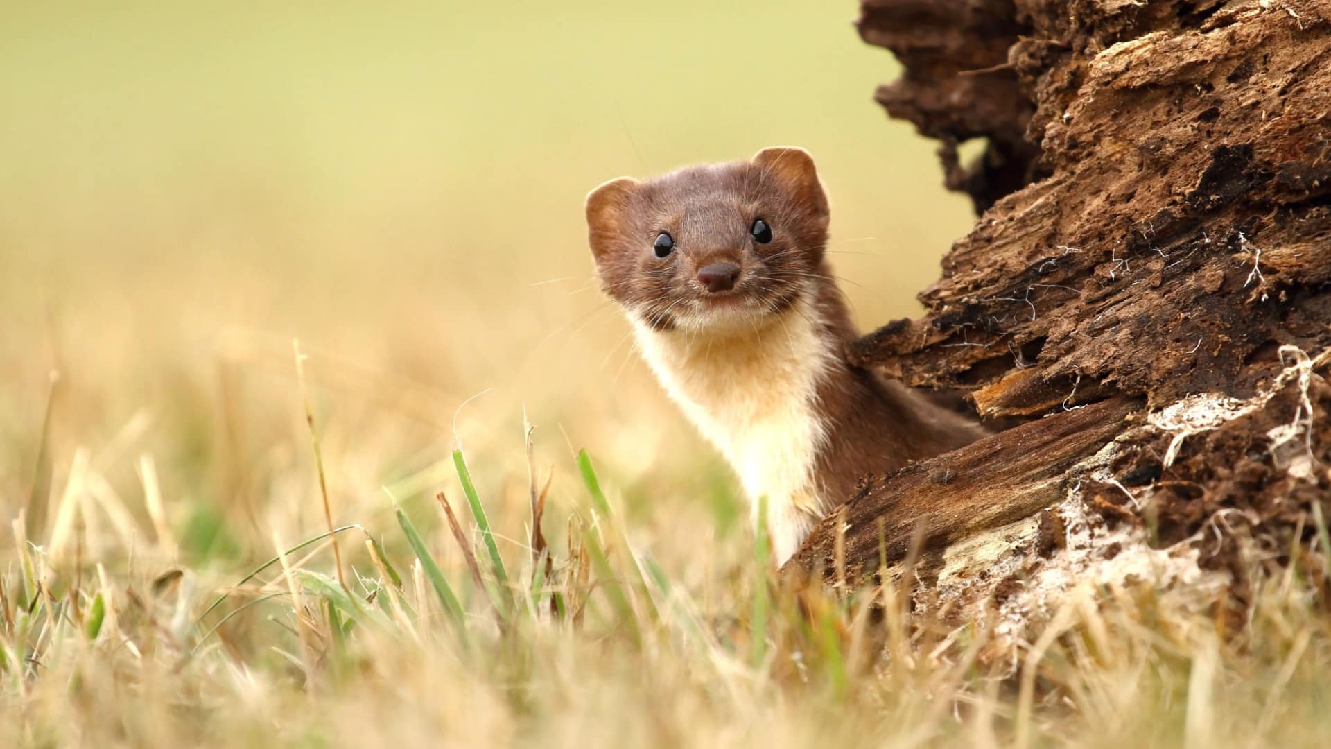 Blog: Discover the wildlife of the United Kingdom with Fergus Beeley