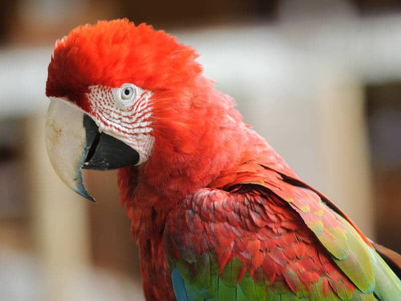 The 5 Must-Dos of Peru - Steppes Travel