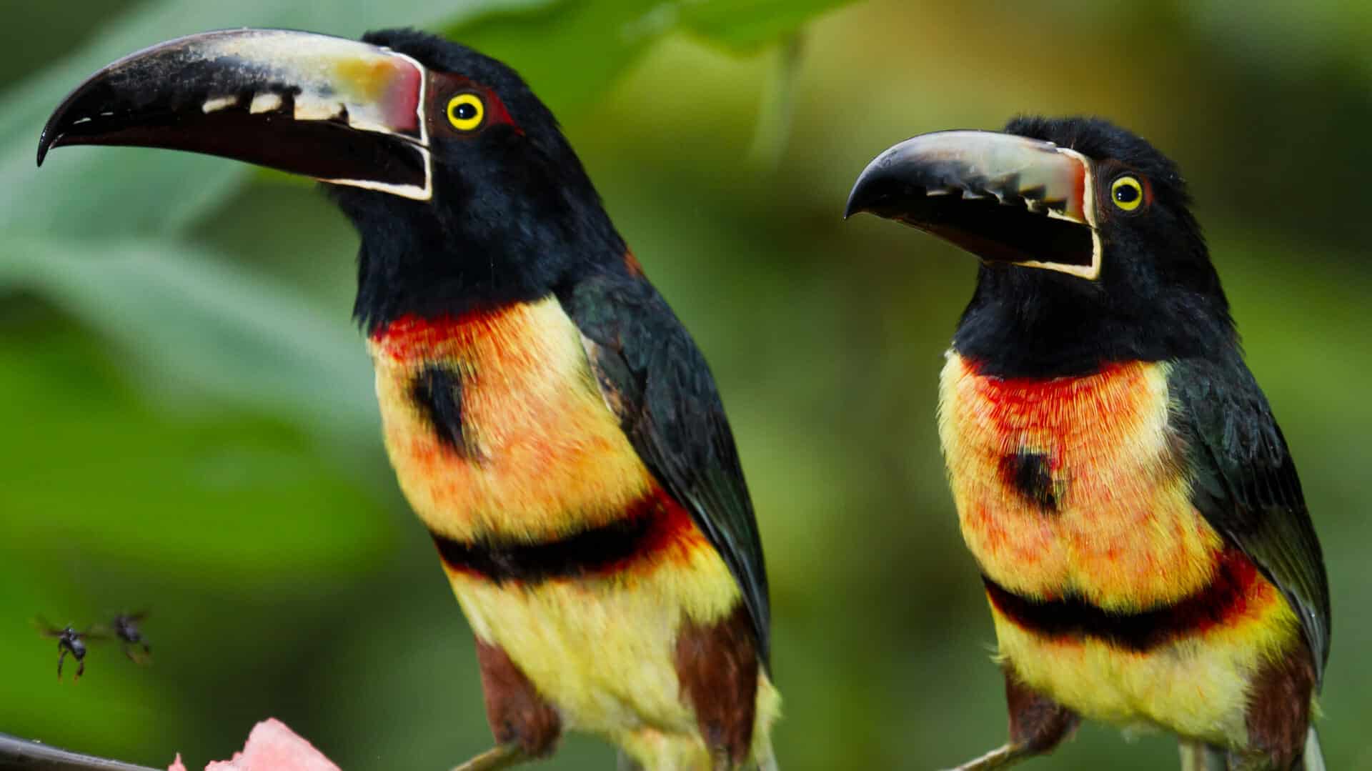 Conservation & Wildlife in Belize - Itinerary -Steppes Travel