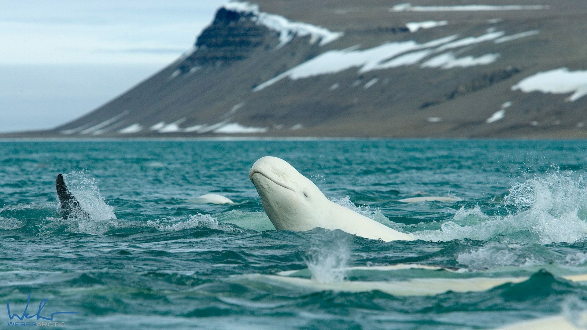 Belugas of the Canadian Arctic - Steppes Travel