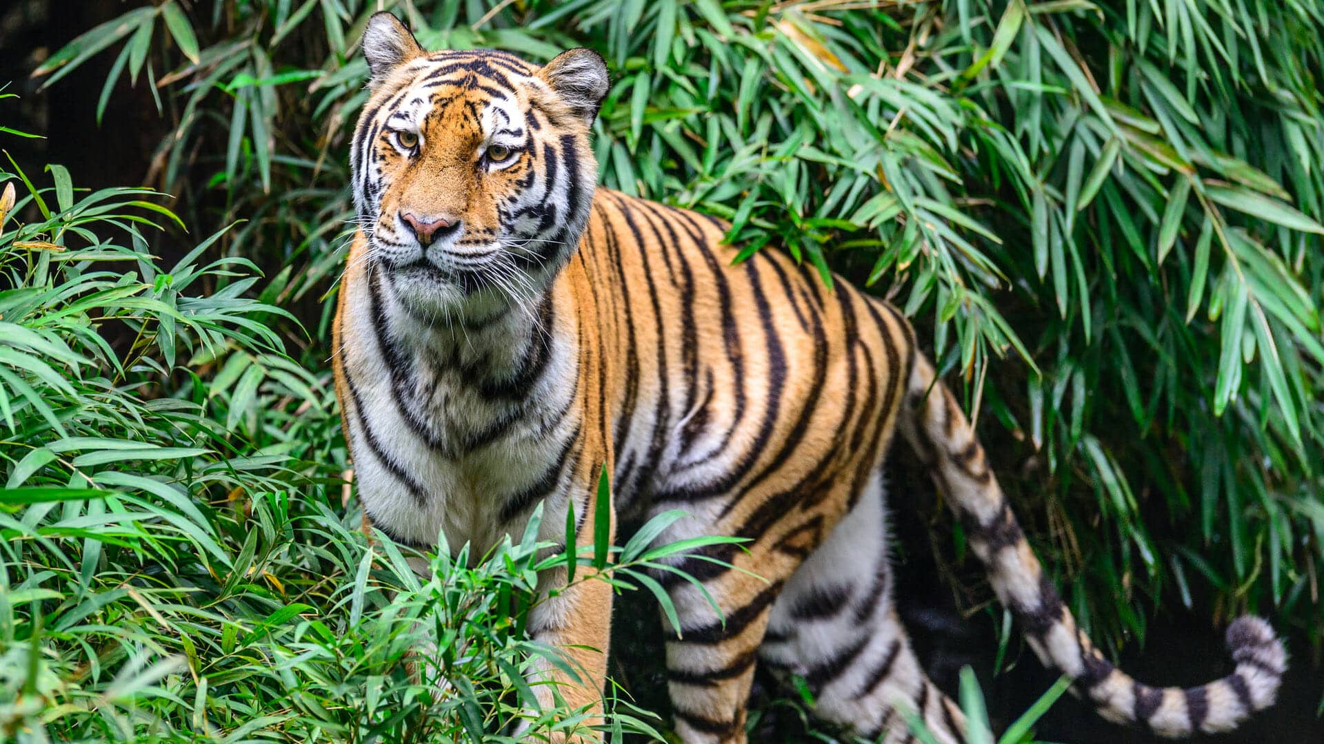 Steppes Beyond | India: Tigers & Snakes - Steppes Travel