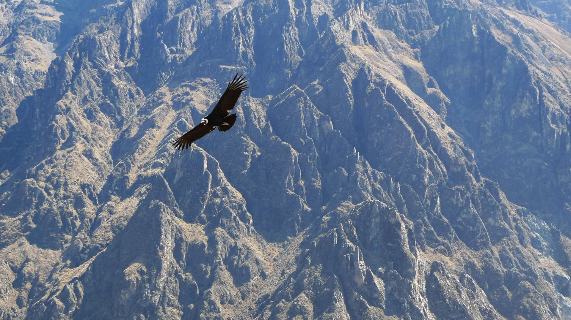 Colca Canyon Condors