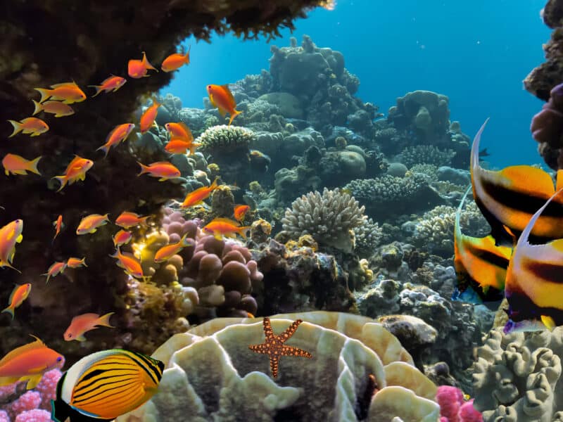 The Red Sea | Egypt | North Africa | Steppes Travel