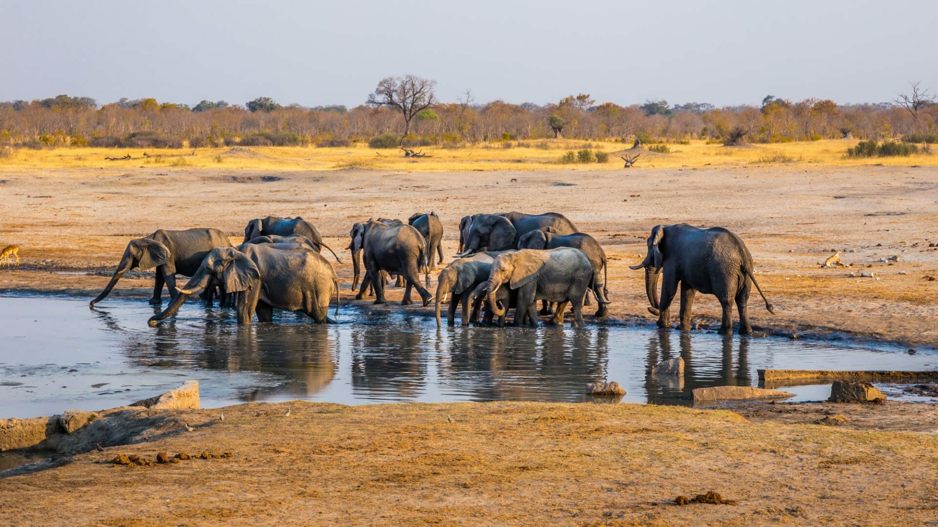 Hwange - Zimbabwe holidays - Steppes Travel