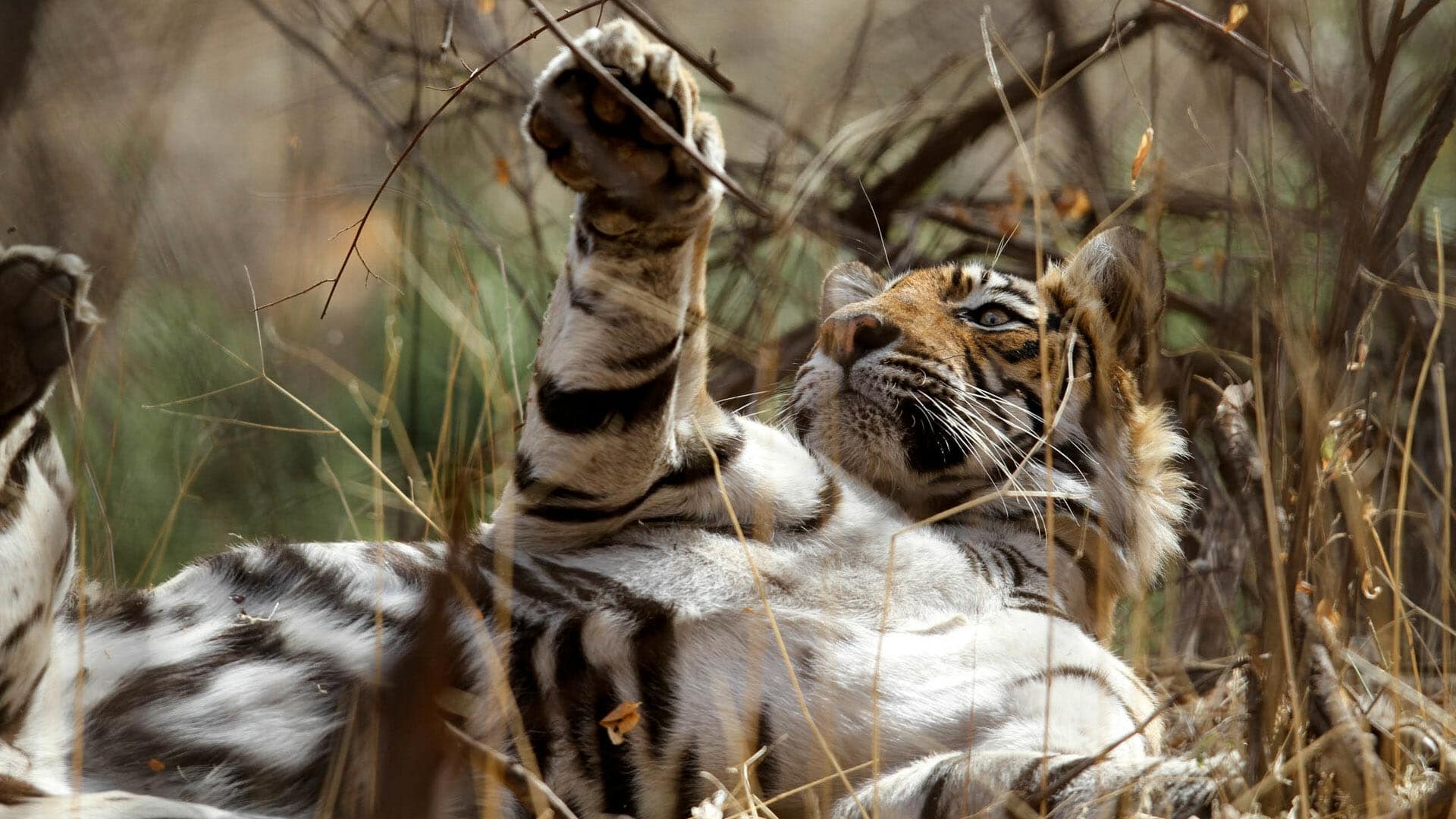 Ranthambore National Park - Tiger Safaris in India | Steppes Travel