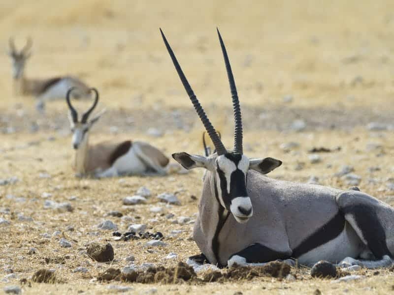 Sand Dunes and Desert Wildlife - Namibia Holiday - Steppes Travel