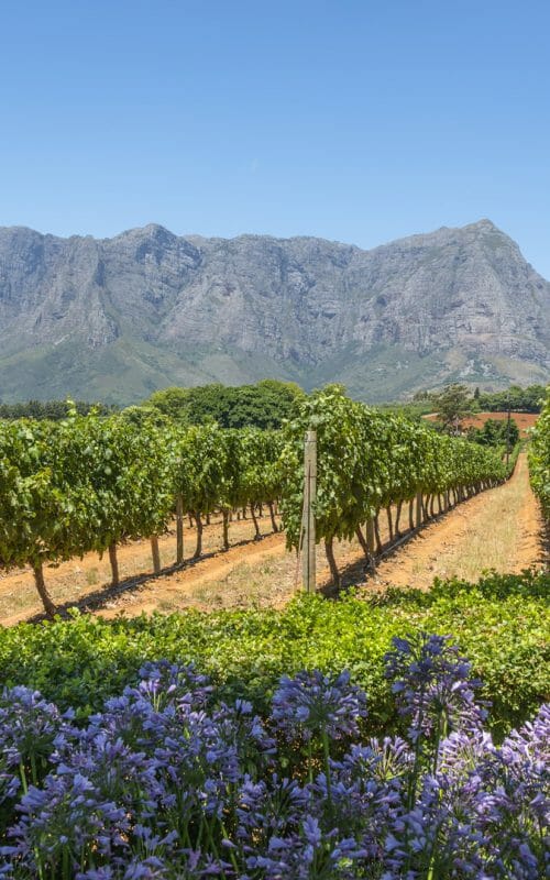 Winelands holidays - South Africa - Steppes Travel