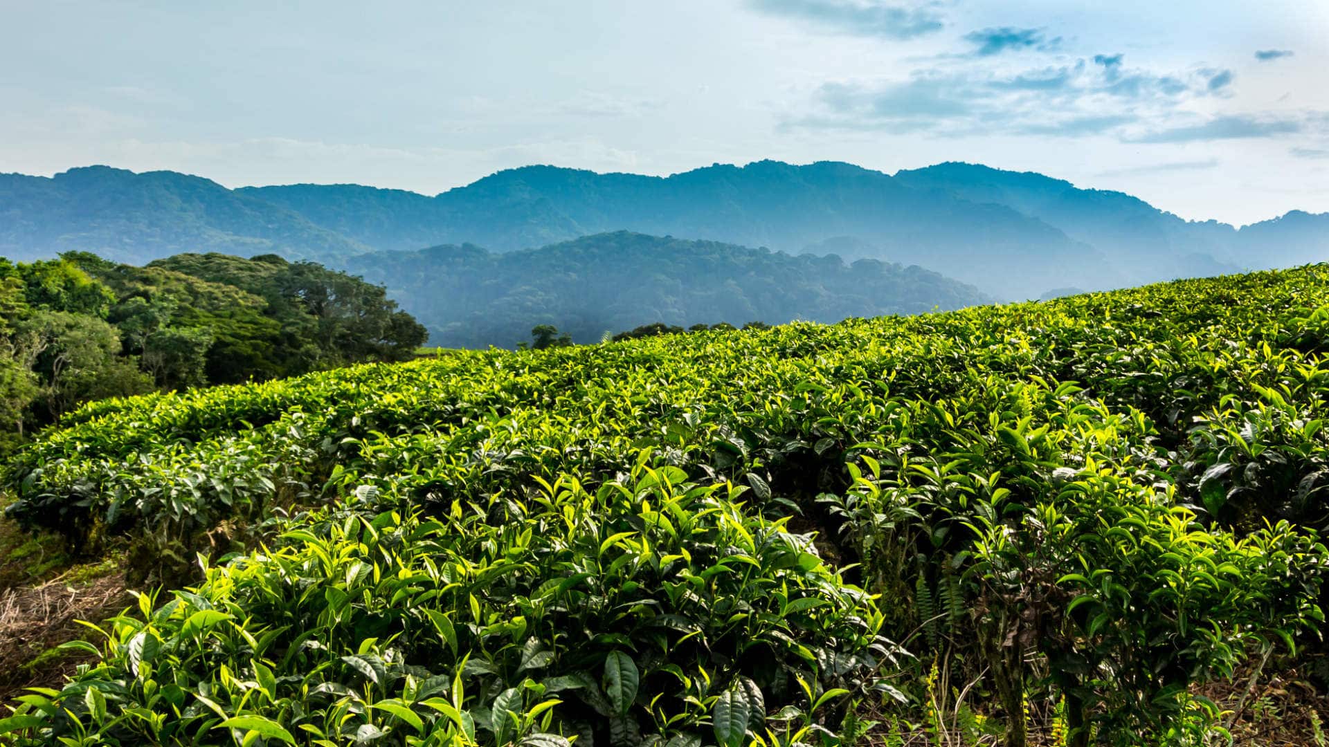 Nyungwe Forest National Park - Rwanda holidays