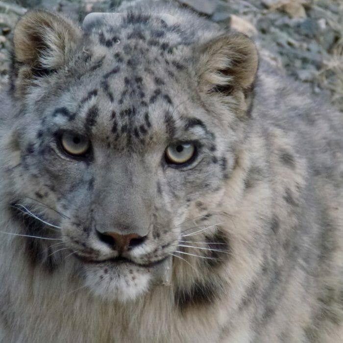 Planet Earth 2 Snow Leopard _ Planet Earth II: Two male snow leopards ...