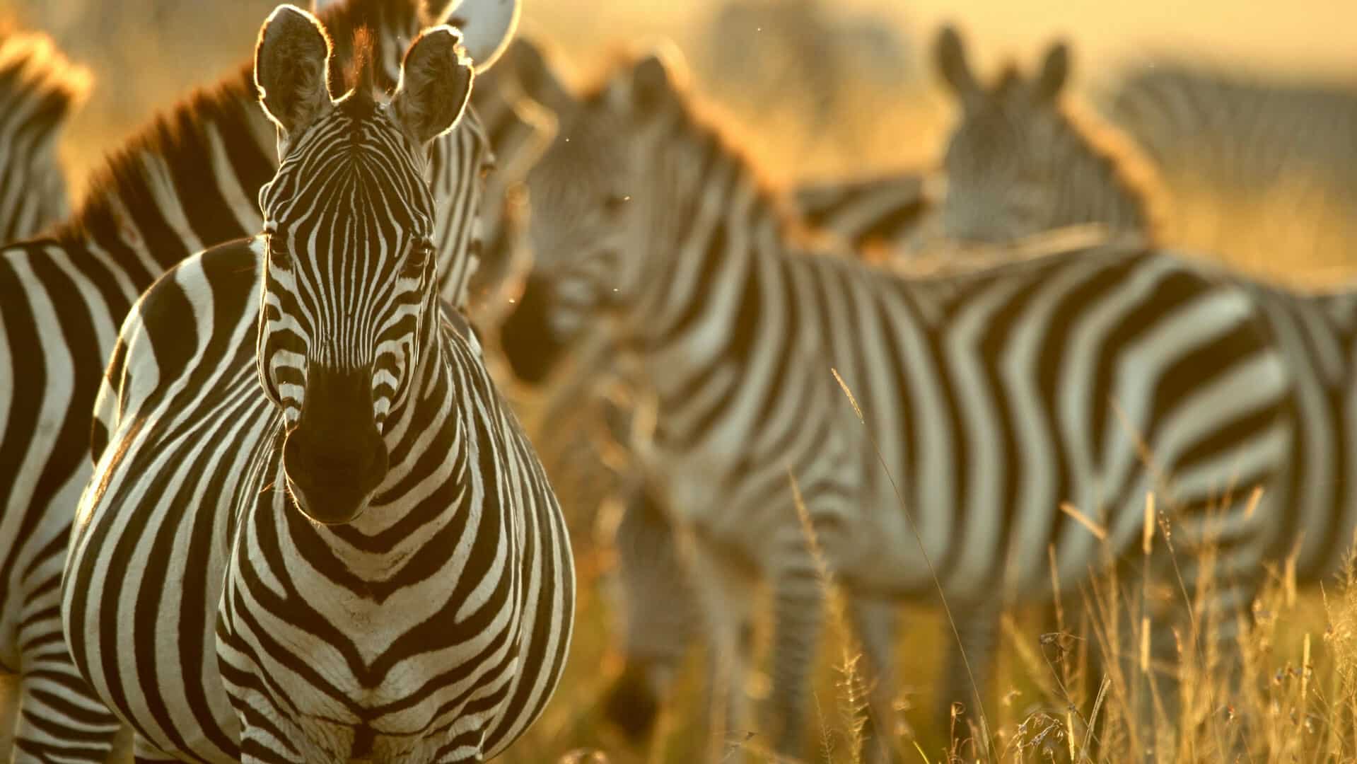 How to get the best from the Mara - Steppes Travel