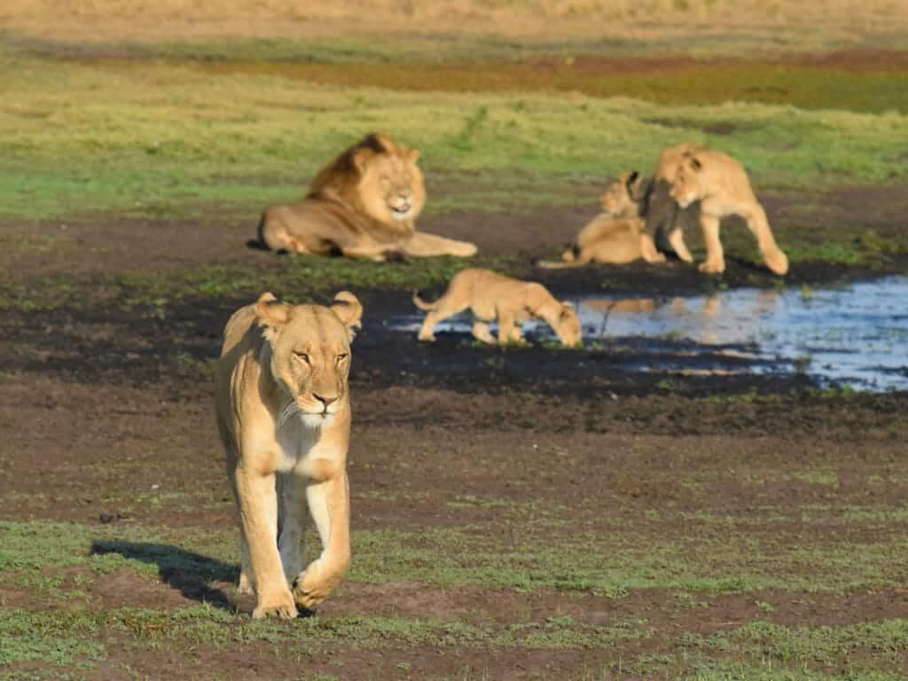 Liuwa Plains Safari - Zambia tailor-made by Steppes Travel