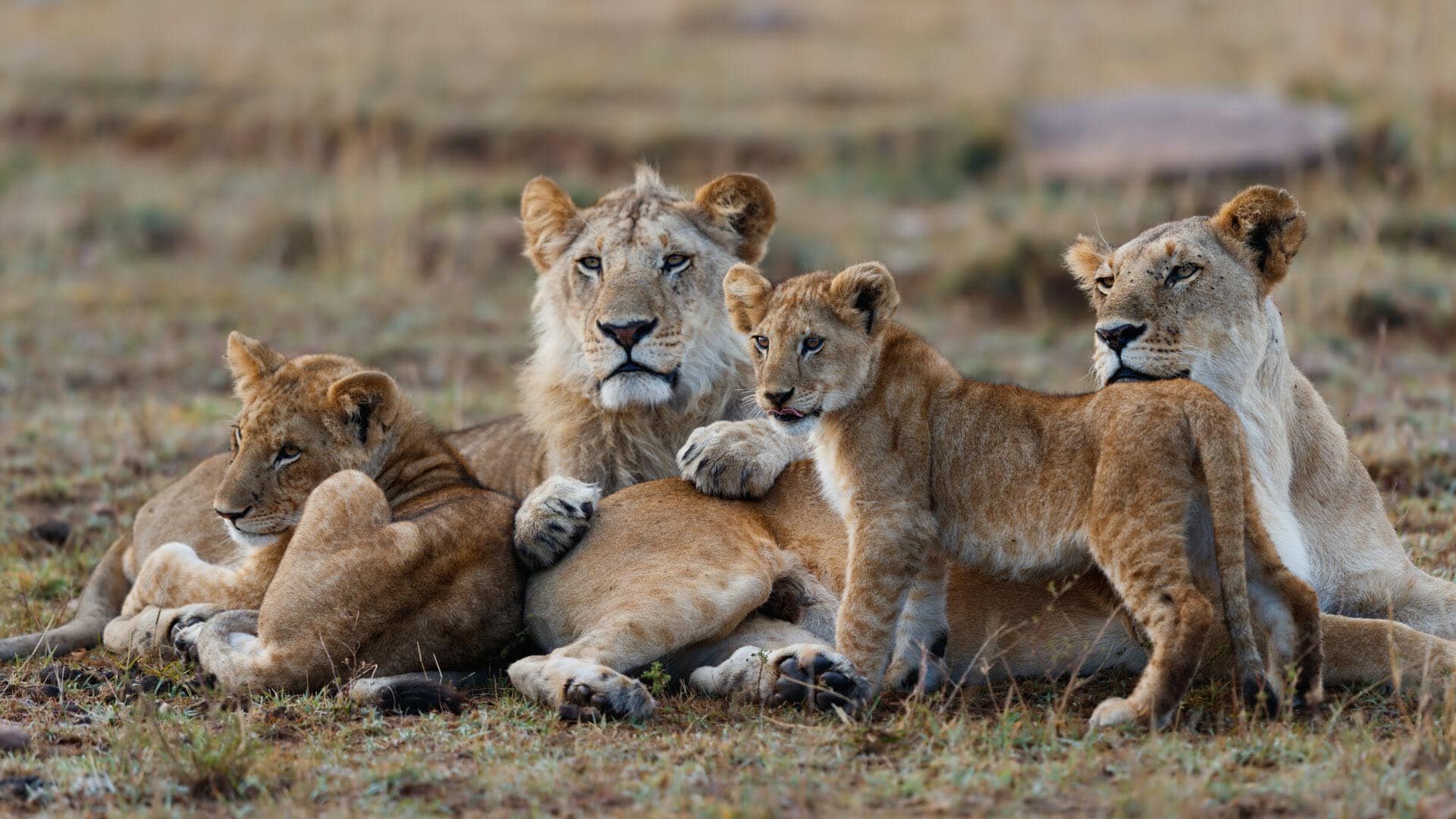 Dynasties BBC - Lions in the Masai Mara - Steppes Travel