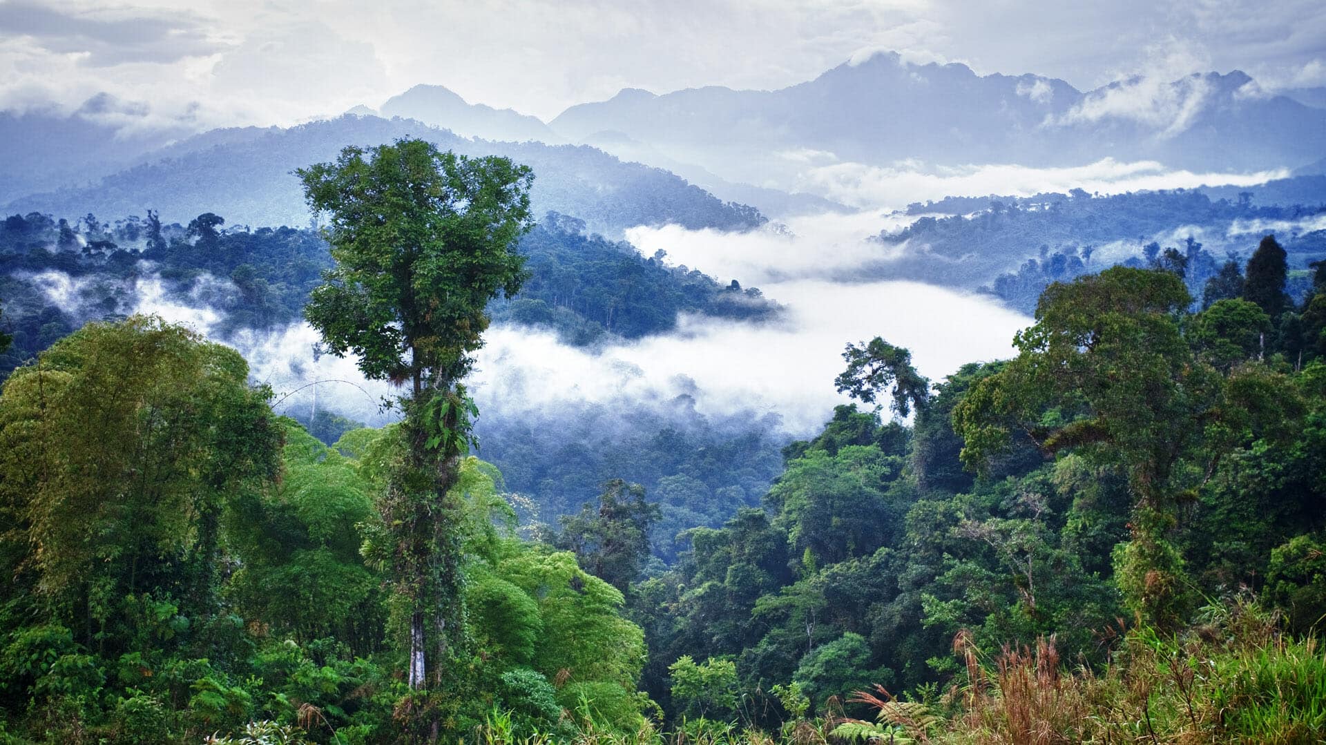 Ecuadorian Amazon holidays for the curious traveller