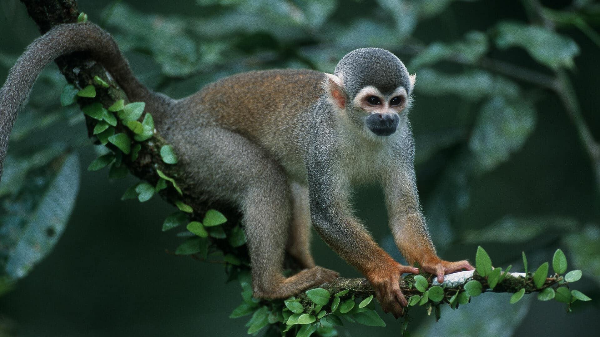Amazon, Cloud Forest & Avenue of Volcanoes - Steppes Travel