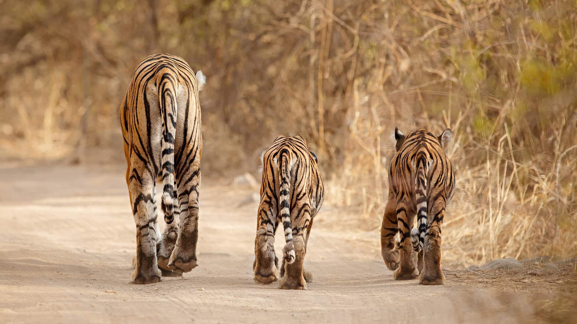 Tourism saves tigers - Steppes Travel