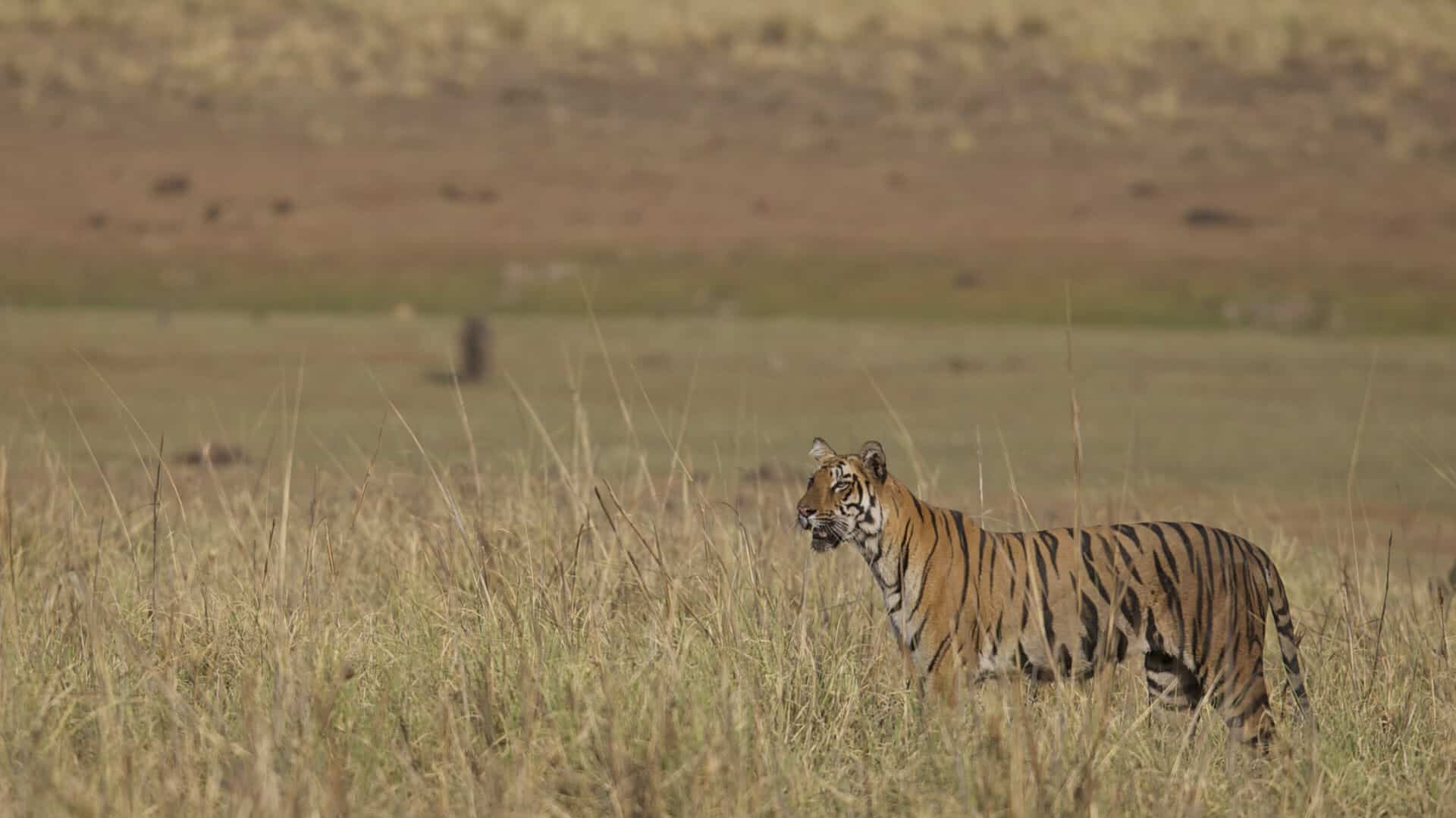The bare necessities of Tiger Tourism in India - Steppes Travel