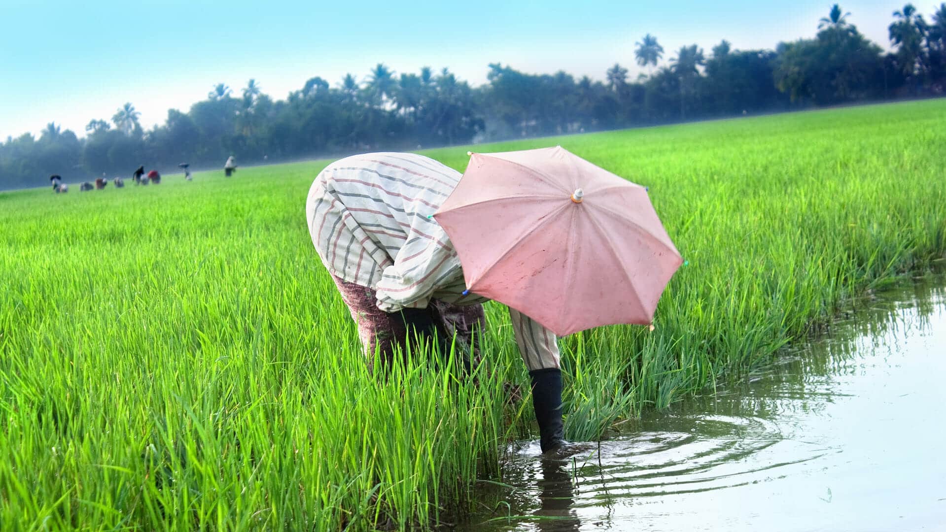 Pedalling Through Paddy Fields - Steppes Travel