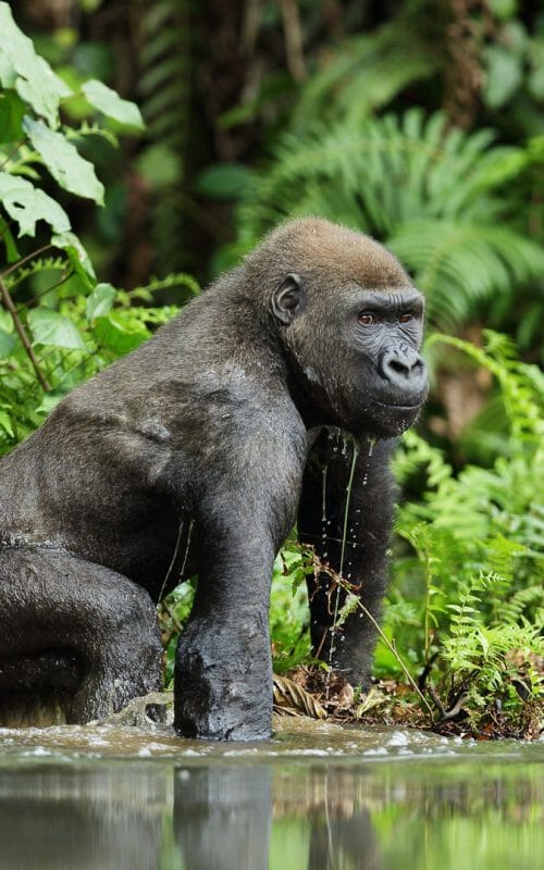Primate Holidays - Up close to some of our closest relatives