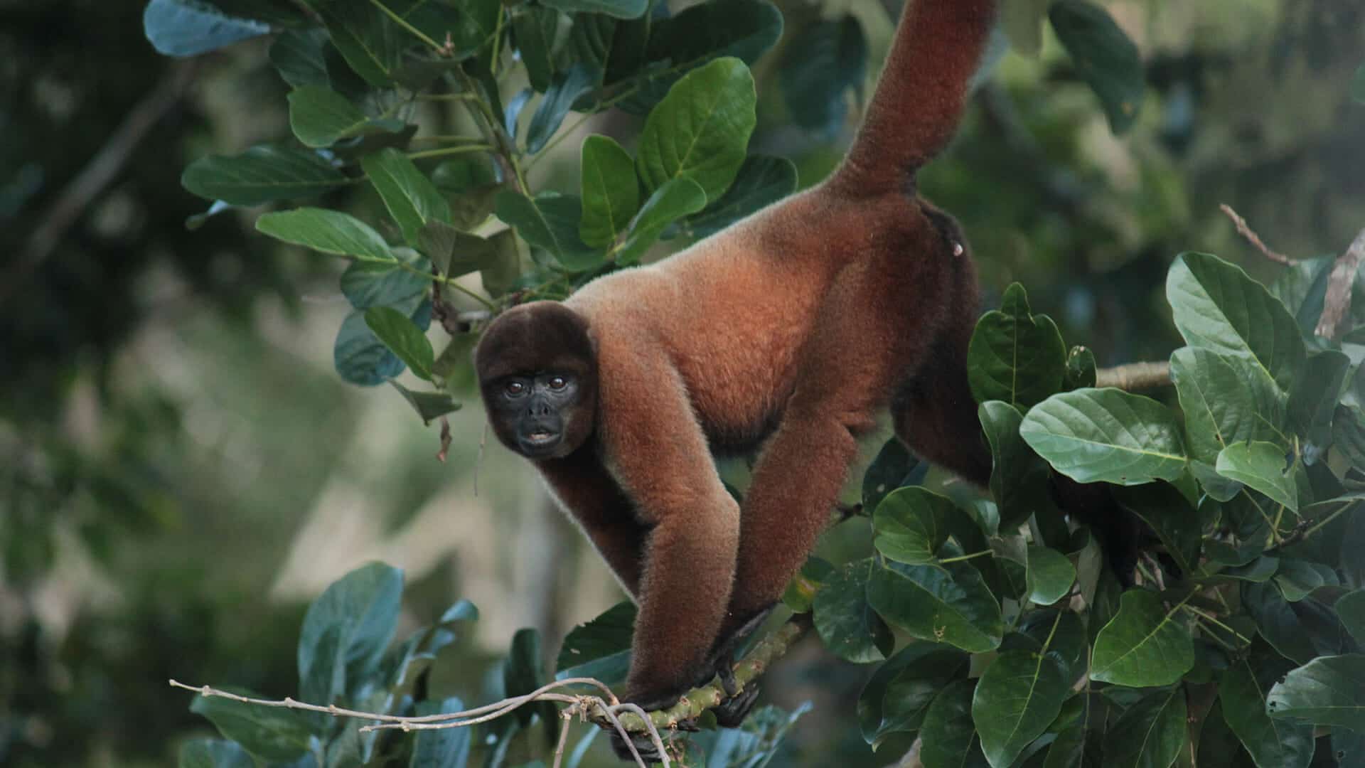 Navigate the Peruvian Amazon - Steppes Travel