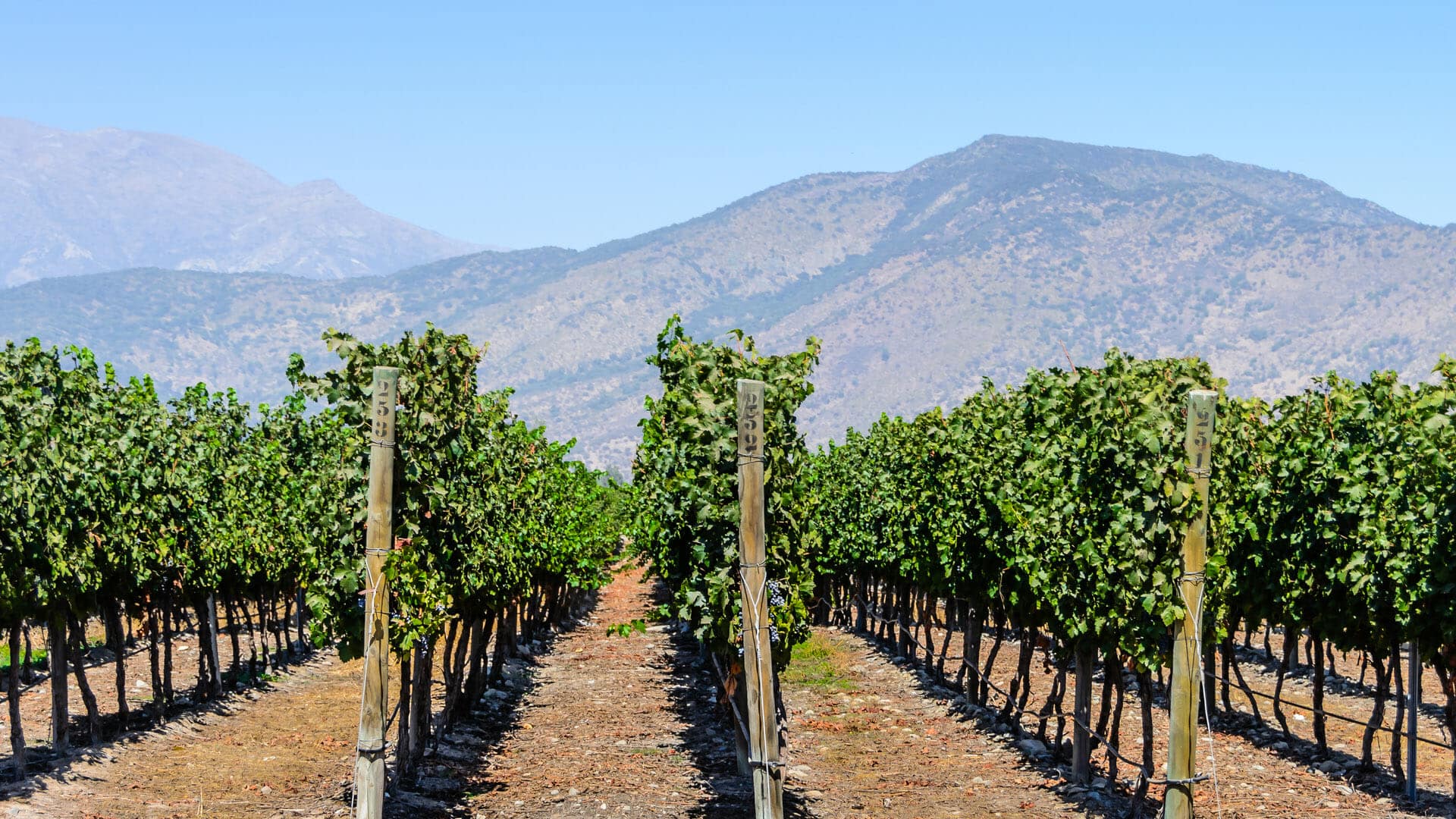 Chilean Winelands holidays - Tailor-made by Steppes Travel