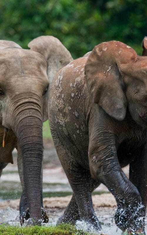 Nouabale-Ndoki National Park - Congo holidays
