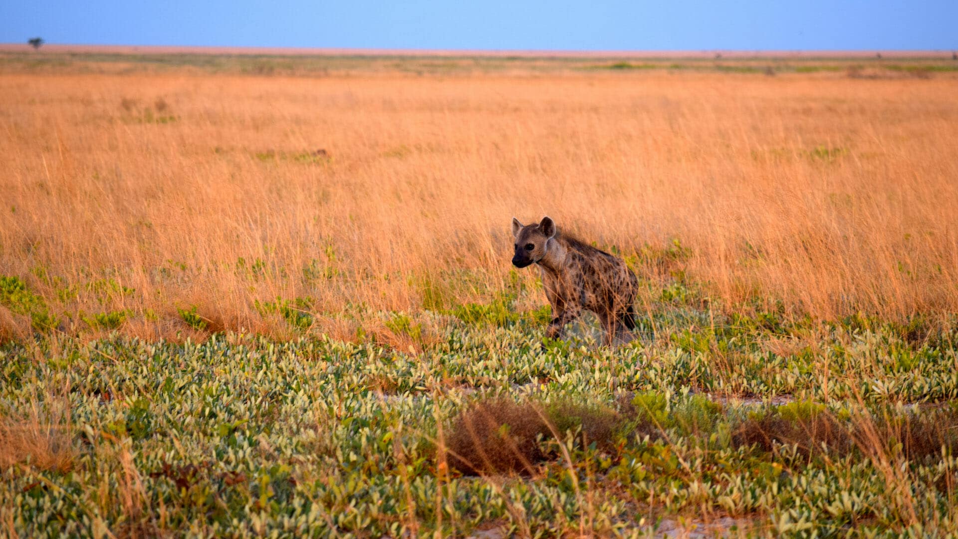 Liuwa Plains National Park Safari - Zambia - Steppes Travel
