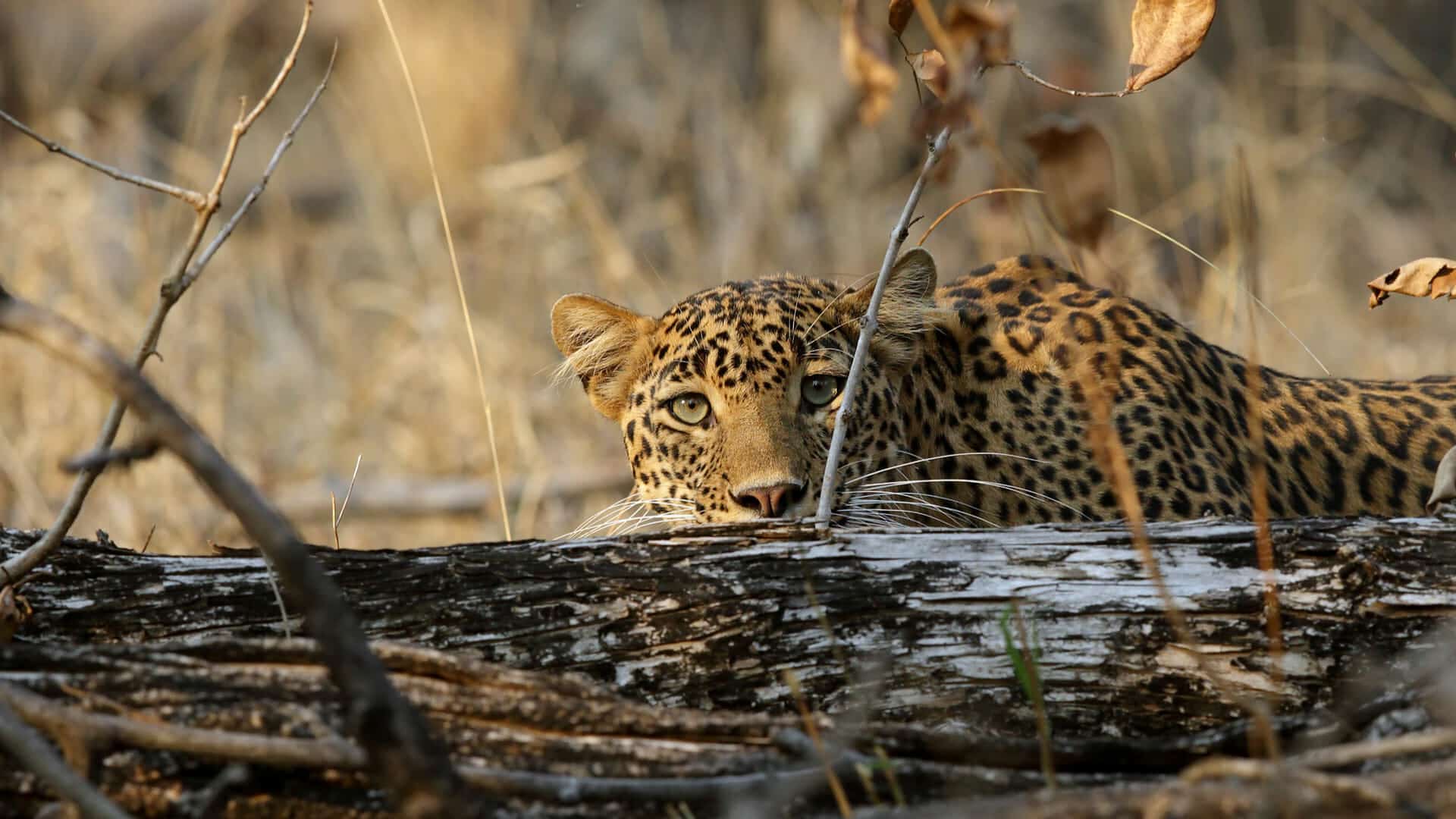 Pench National Park - Tiger Safari Holidays - Steppes Travel