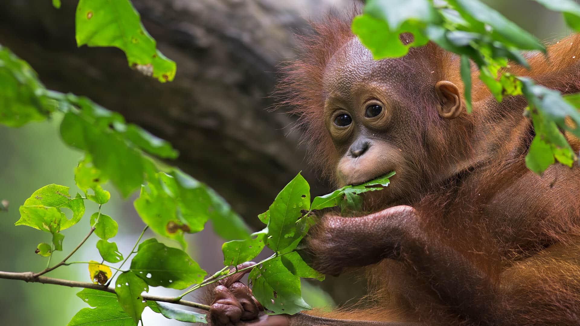 The Best Time to Visit Borneo | When to go | Steppes Travel