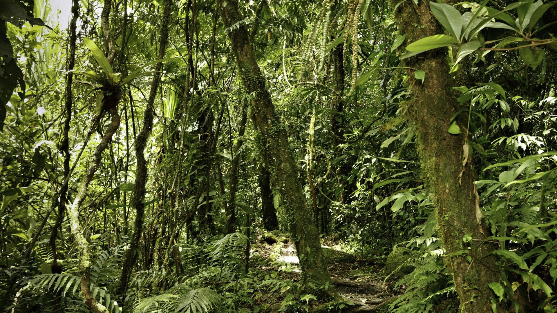 Bolivian Amazon holidays - Steppes Travel