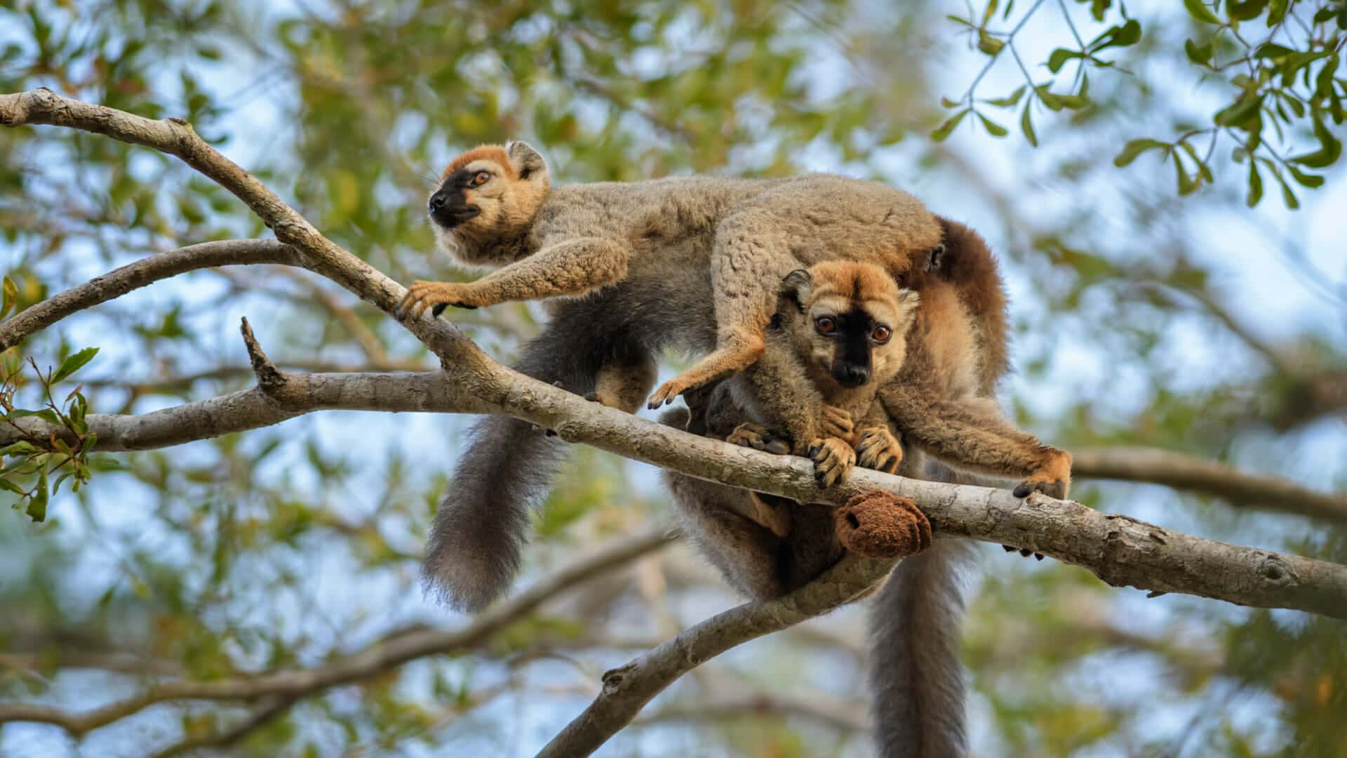 Kirindy holidays - Madagascar - Steppes Travel