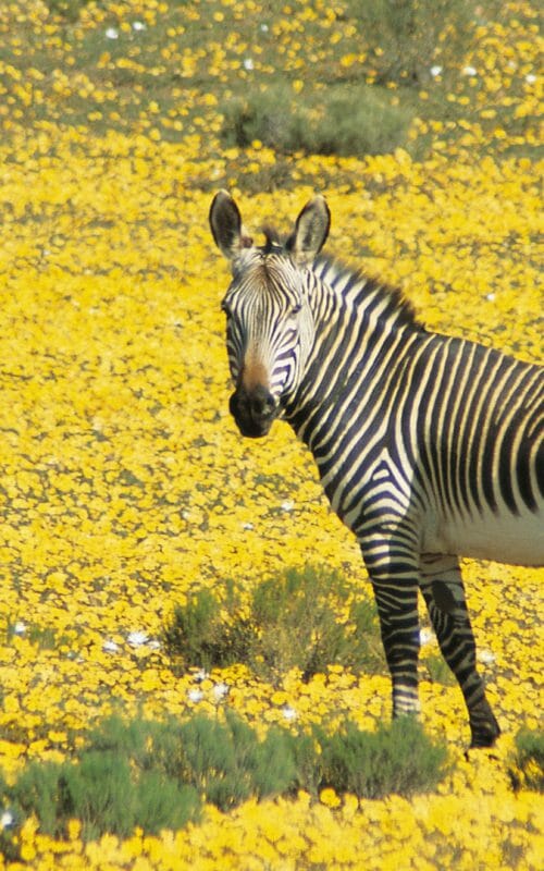 West & Northern Cape - South Africa holidays - Steppes Travel