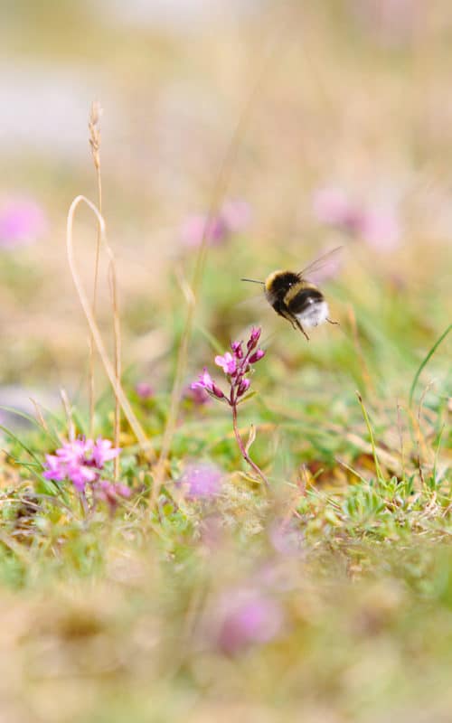 Blog: Discover the wildlife of the United Kingdom with Fergus Beeley