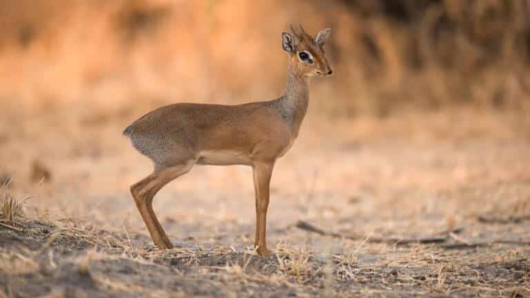 Adaptable Animals: Which Survivor Are You? - Steppes Travel