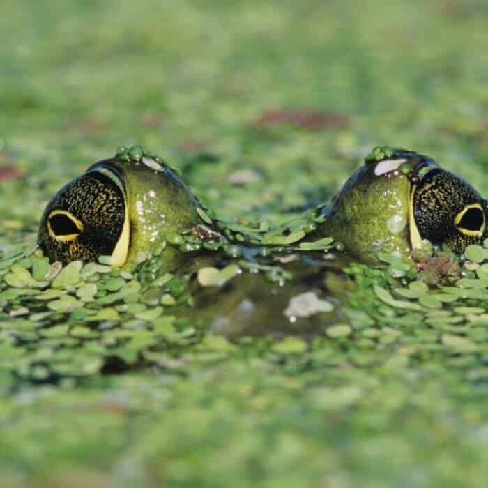 Adaptable Animals: Which Survivor Are You? - Steppes Travel