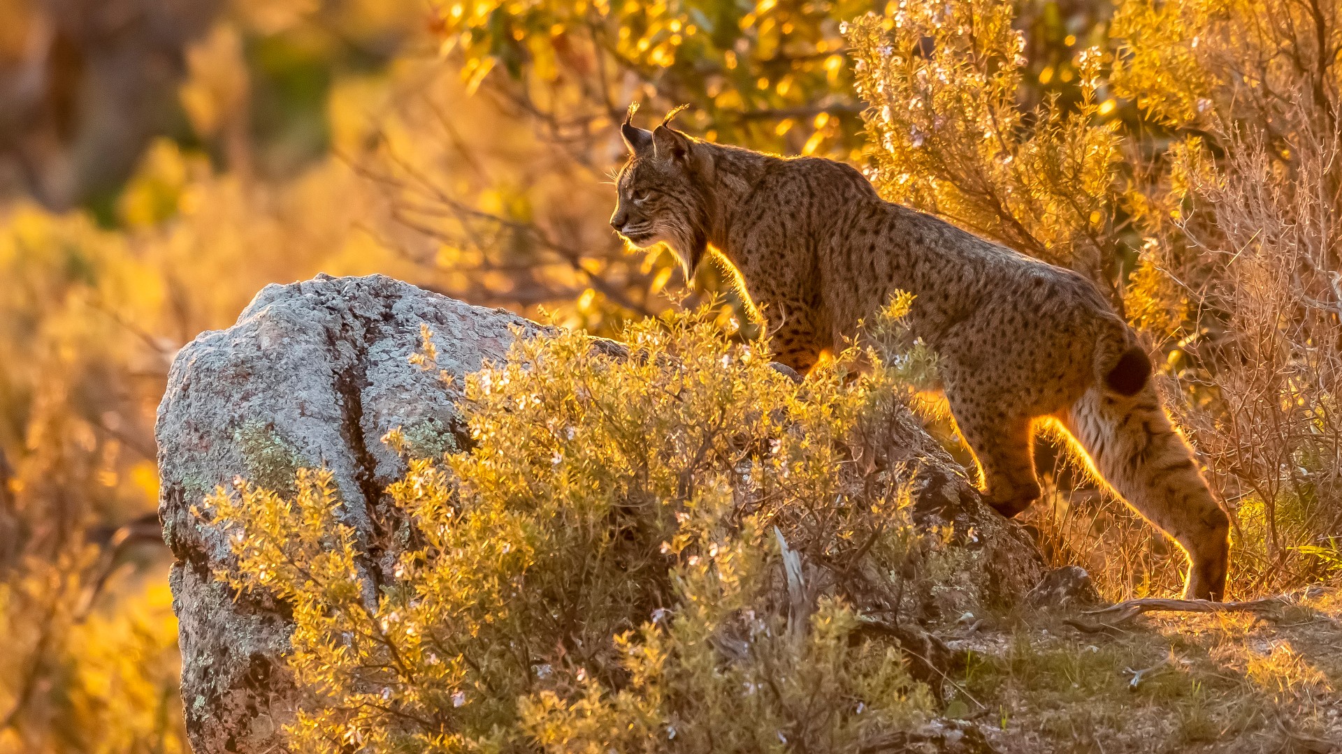 Lynx Tracking in Andalucia - Suggested Itinerary - Steppes Travel