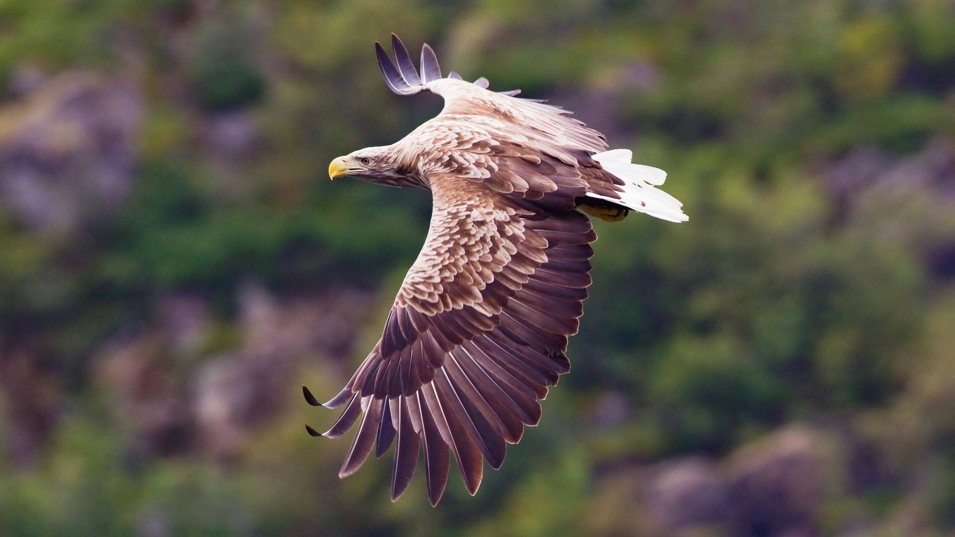 Nature's guardians on Scotland's west coast - Steppes Travel