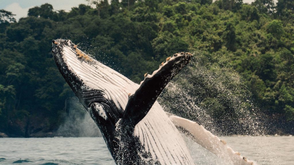 Islas Secas - Private Island - Panama | Steppes Travel