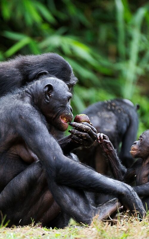 Democratic Republic of Congo Travel Guide - Steppes Travel