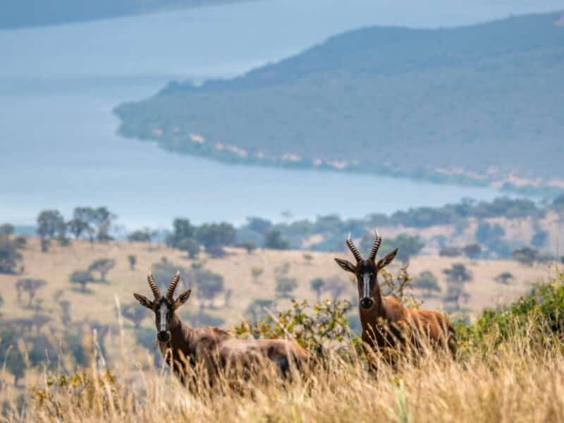 Gorilla Trekking - Rwanda Holidays - Steppes Travel