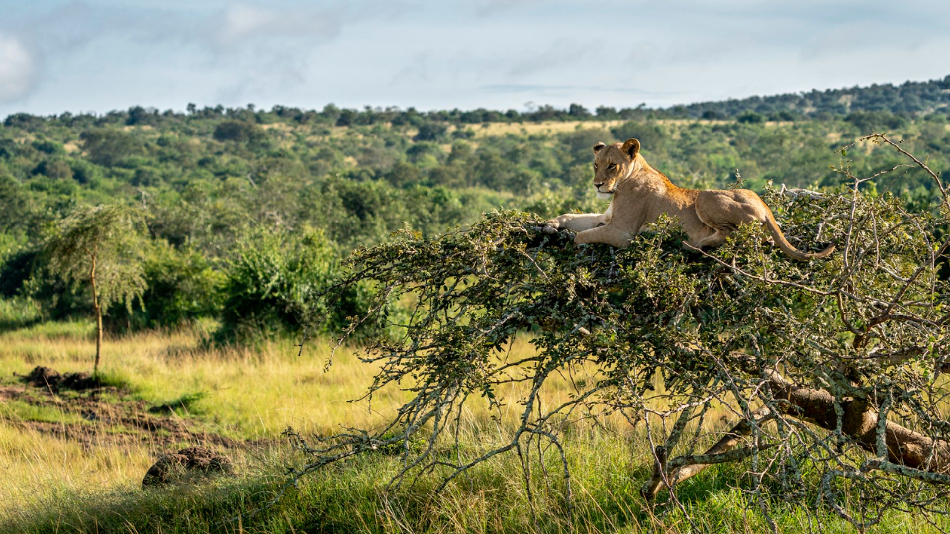Karenge Bush Camp - Akagera National Park, Rwanda