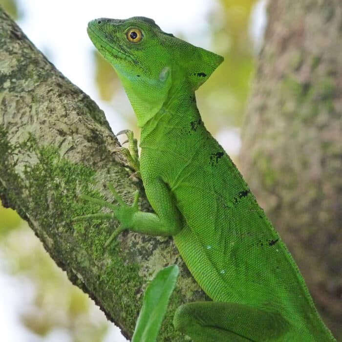 Spotlight on Costa Rica - Steppes Travel