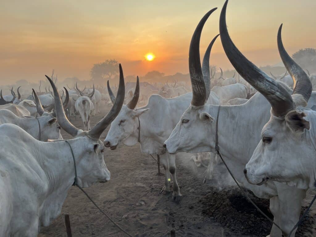 I do not have enough cows - Steppes Travel