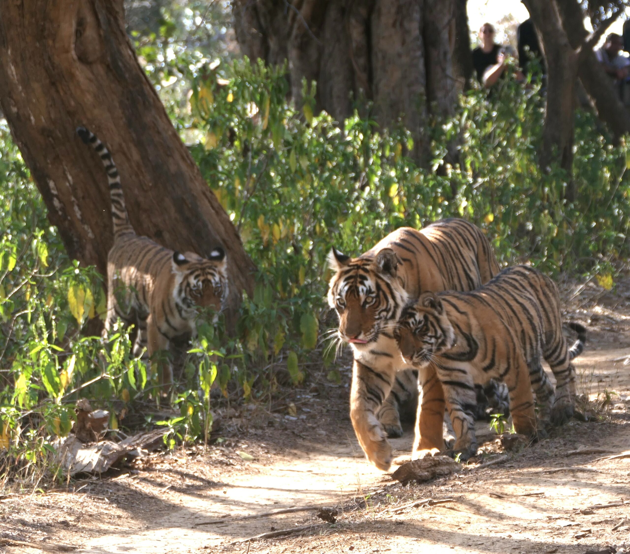 Kings of Tiger Conservation - Steppes Travel