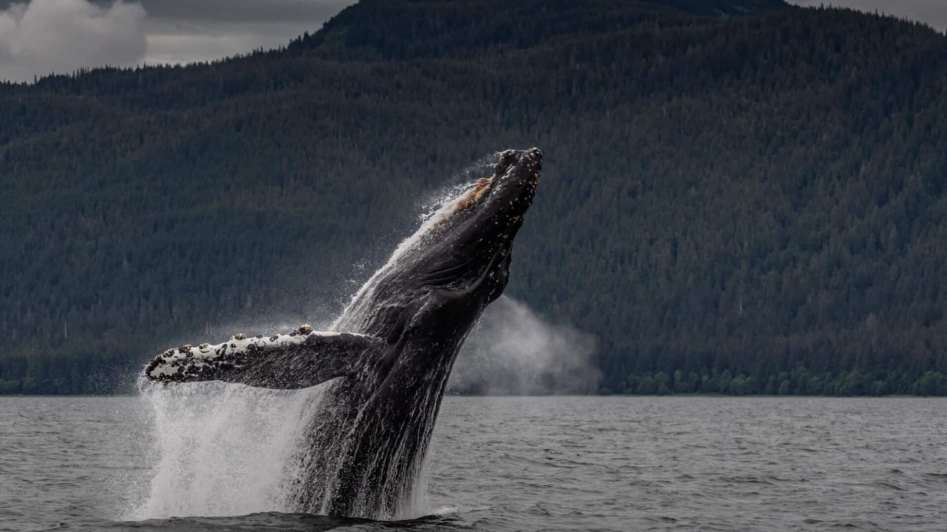 Southeast Alaska Voyage with Paul Goldstein - Steppes Travel