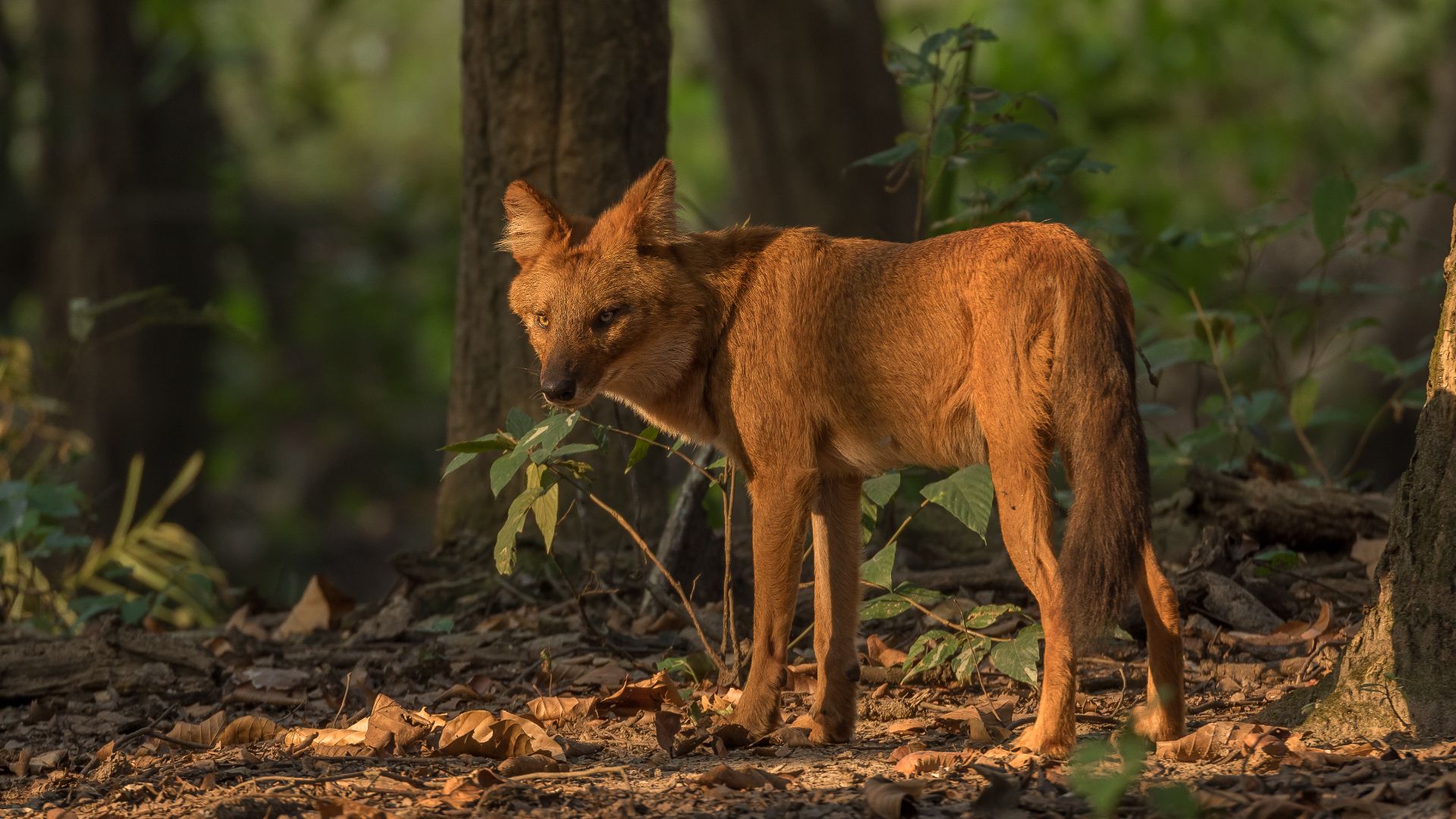 Beyond the tiger - India's spectacular wildlife - Steppes Travel