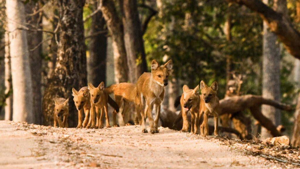 India's Wildlife Safaris - Steppes Travel