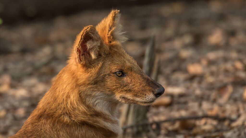 India's Wildlife Safaris - Steppes Travel